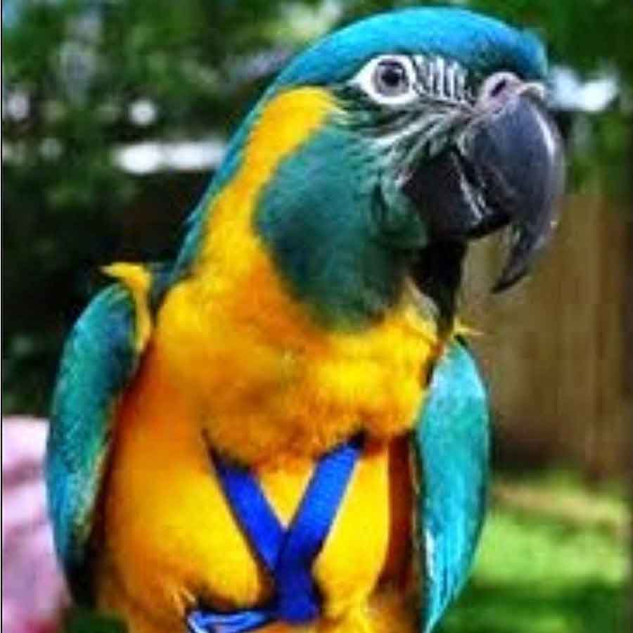 Exotic Bird For Sale In Kolkata Pet For Sale In Kolkata Www riosavianworld